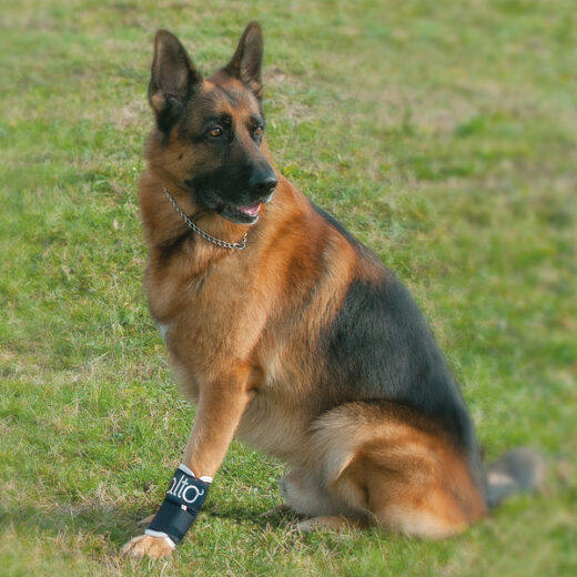 Balto - Dog Knee Brace - BT JUMP - Alpha Mobility AUSTRALIA - Dog / Pet ...