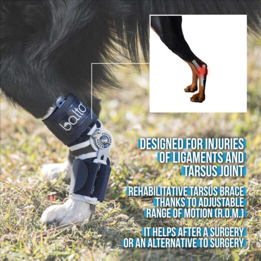 FLEXOR - Dog Hock Brace - Alpha Mobility AUSTRALIA - Dog / Pet Braces ...